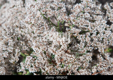 German statice - Tatarian statice (Goniolimon tataricum) flowering in ...