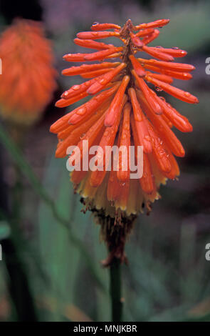 Kniphofia praecox Red Hot Poker Stock Photo - Alamy