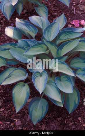 Hosta June plants Stock Photo - Alamy