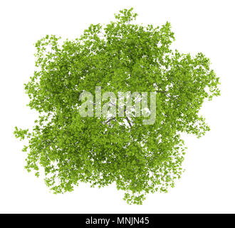 top view of cherry tree isolated on white background. 3d illustration ...
