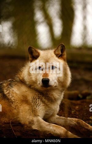 Stunning Grey wolf in Dartmoor zoo Stock Photo - Alamy