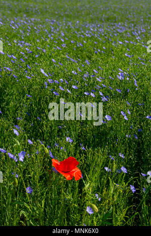 Poppies in flax field Stock Photo - Alamy