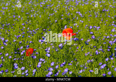 Poppies and flax field (Linum usitatissimum) in flower. Puy de Dome ...