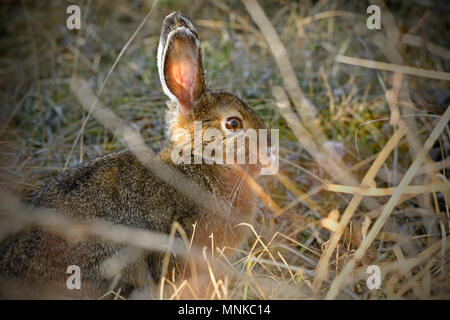 wild rabbit or hare hiding behind the woods in a forest Stock Photo - Alamy