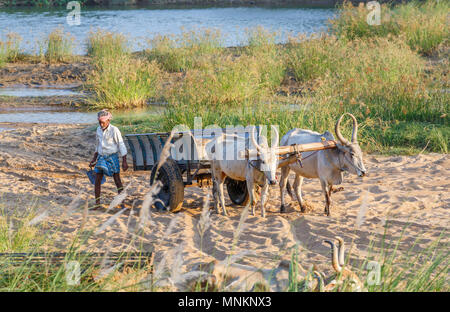 Bullock carts in the Vennar (a branch of the Cauvery) River Thanjavur ...