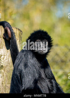 Black Spider Monkey (Genus Ateles Stock Photo - Alamy
