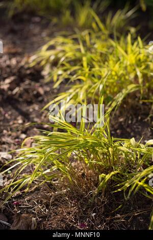 Hakonechloa macra Japanese forest grass grasses green foliage leaves ...