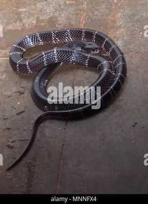 indian common krait snake found in the house in night and commonly ...