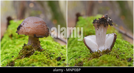 Pluteus cervinus, also known as Pluteus atricapillus and commonly known ...