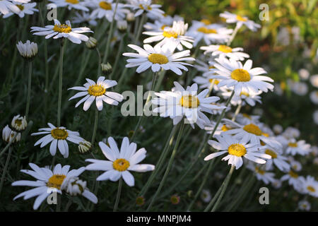 Big bunch of white shasta daisy flowers with green leaves, top view ...