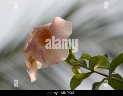 Allamanda is perennial flowering plant and commonly known as golden ...