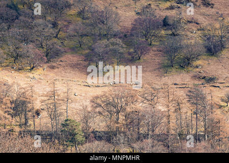 Slopes of Ogwen Valley at early spring with stone build road and old ...