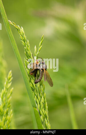 Empid fly UK Stock Photo - Alamy