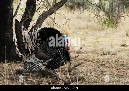 A male Gould's wild turkey, (M. g. mexican, and several females roam ...