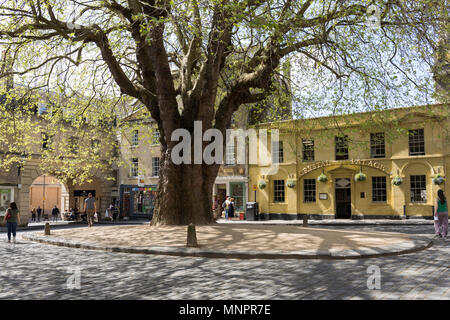 The giant plane tree, Abbey Green,Bath is home to one of the oldest ...