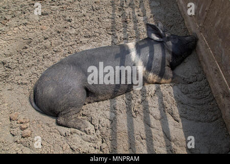 Pig in mud ata sty at the pig farm at Lilbosch Abbey in Echt, the ...