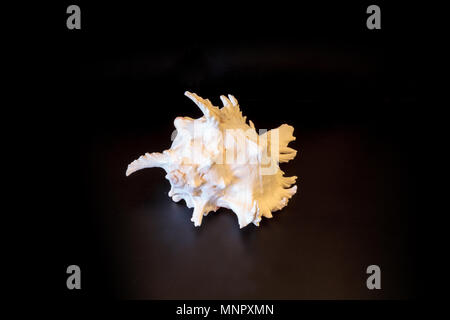 Giant Murex shell Hexaplex fulvescens isolated on a black background ...