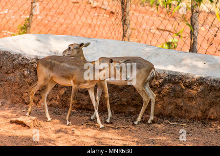 Barking Deer deer kids close view at zoo standing on sunny day in ...