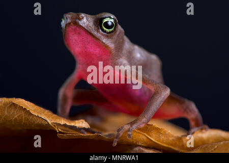Central Coast Stubfoot Toad (Atelopus franciscus), Brownsberg Reserve ...