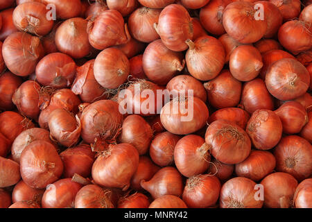 Onion Seed Field in Bangladesh. Green onion cultivation. Green onion ...