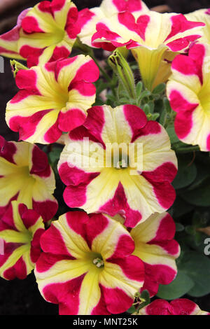 A closeup of blooming pink Petunia flowers in field Stock Photo - Alamy