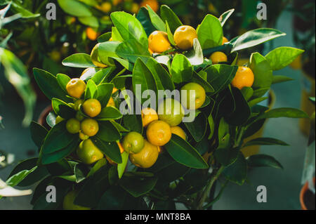 Calamondin is called by many names, including: calamonding, calamondin ...