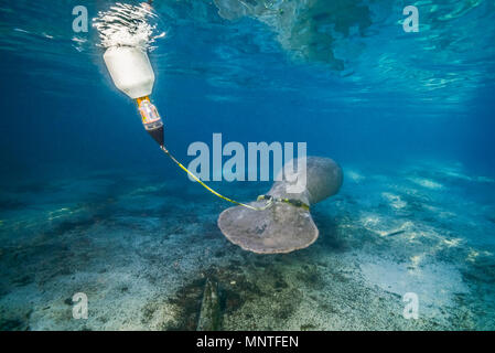West Indian Manatee or Trichechidae floating in tropical blue water in ...