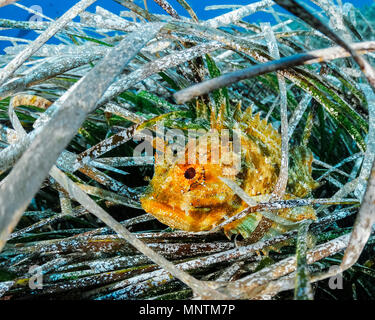 Black scorpionfish (Scorpaena porcus Stock Photo - Alamy