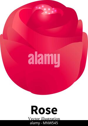 Beautiful Rose - Rosa on White Background. Valentine Day. Vector ...