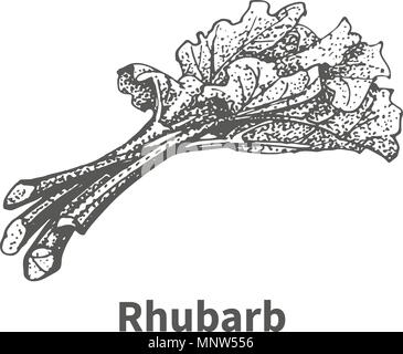 Vector drawing GARDEN RHUBARB. Hand drawn illustration. The Latin name ...