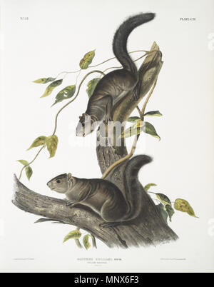 The quadrupeds of North America, New York, V.G. Audubon, 1851-54 ...
