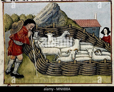 Sheep in pen medieval France 15th century MS Douce 195 Stock Photo - Alamy