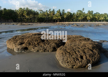 Colonial Worms, Phragmatopoma sp., Sabellariidae, Santa Catalina ...