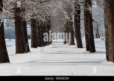 snowy forest alley in the afternoon Stock Photo - Alamy