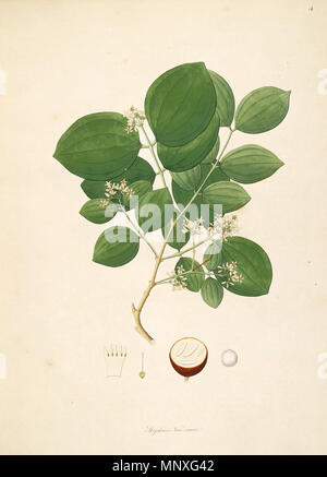 Illustration of STRYCHNOS Nux vomica The strychnine tree, also known as ...