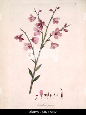 Tetratheca juncea (Sowerby Stock Photo - Alamy