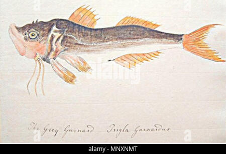 Eutrigla gurnardus, or Grey Gurnard, a species of searobin Stock Photo ...