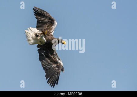 Stellar Sea Eagle in flight during a flight demonstration Stock Photo ...