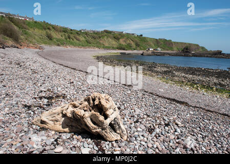 Catterline Bay, Aberdeenshire, Scotland Stock Photo - Alamy