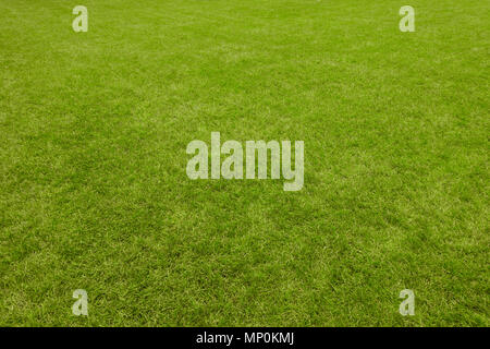 fresh cut green grass backyard / park Stock Photo - Alamy