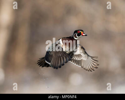 A drake Woodduck on a spring day in Minnesota Stock Photo - Alamy