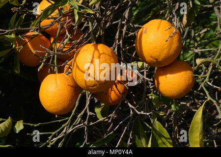 Naranjo orange tree Stock Photo - Alamy