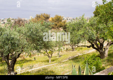 An olive grove on the Temple Mount in Jerusalem, Israel, Middle East ...