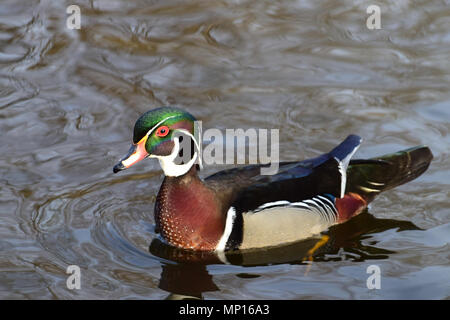 A colorful adolescent duck swimming Stock Photo - Alamy