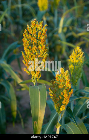 Durra, Sorghum, Jowar or Kafir Corn, Sorghum bicolor, Poaceae. Aka ...