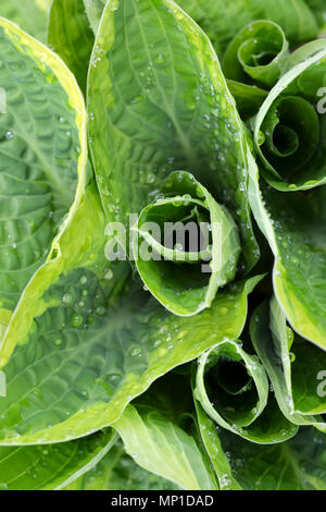 Hosta leaves with raindrops in spring Stock Photo - Alamy