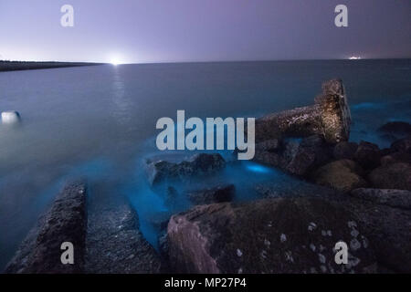 Noctiluca scintillans, commonly known as the Sea Sparkle ...