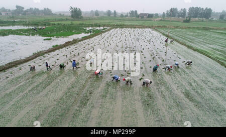 Chaohu, China's Anhui Province. 20th May, 2018. Farmers prepare paddy ...
