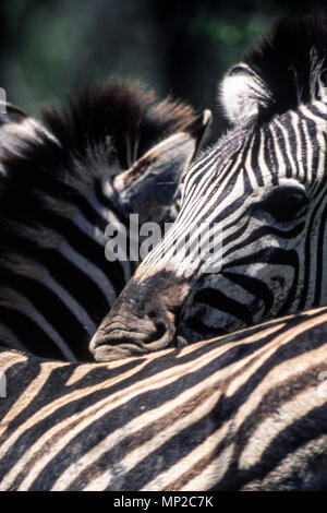 Burchell's Zebra (Equus burchellii), Hluhluwe Imfolozi Park, South ...