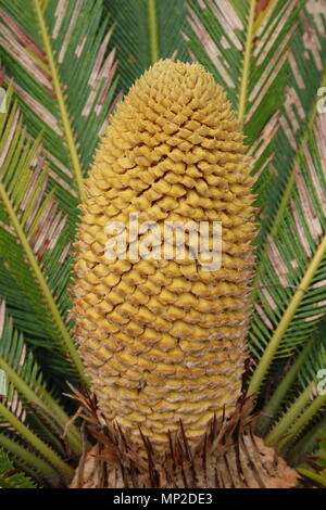 The reproductive structure of a Cycad. The reproductive structure is ...